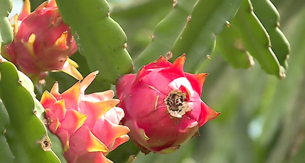 Conheça a história do cascavelense que coleciona quase 20 espécies de ...