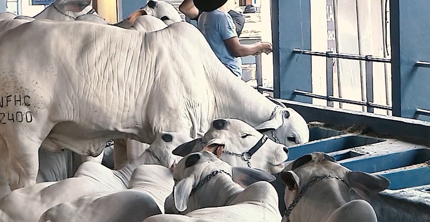 Começou em Uberaba a maior exposição do mundo da raça Zebu