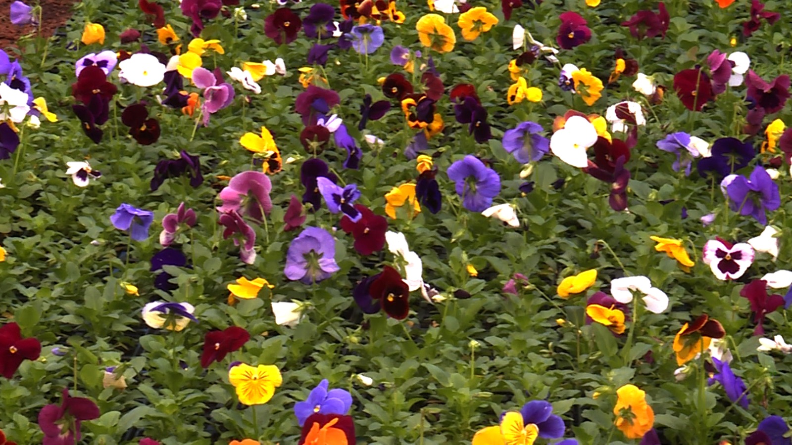 Flores rasteiras: espécies embelezam e trazem cor ao jardim