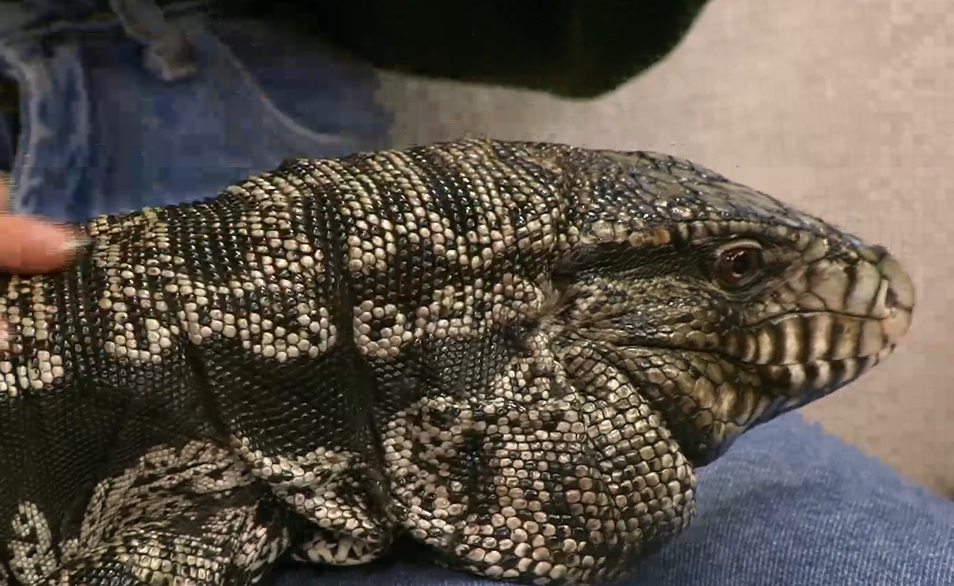 Pet inusitado: conheça o Teiú, um dos maiores lagartos do América do Sul!