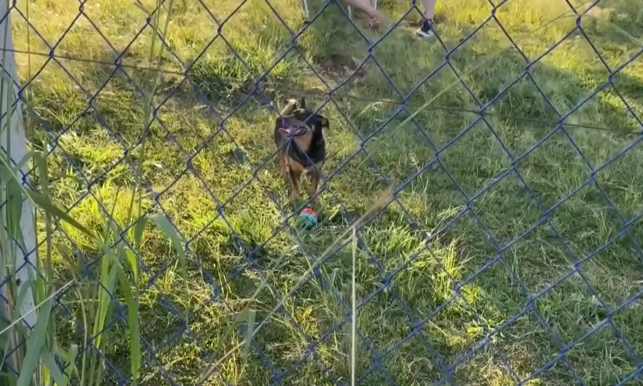 Moradores reclamam de matagal e abandono no Parcão do Ecopark Oeste em ...