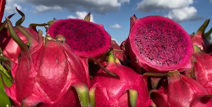 Pitaya pode ser a nova "febre" no mercado de alimentos para 2026