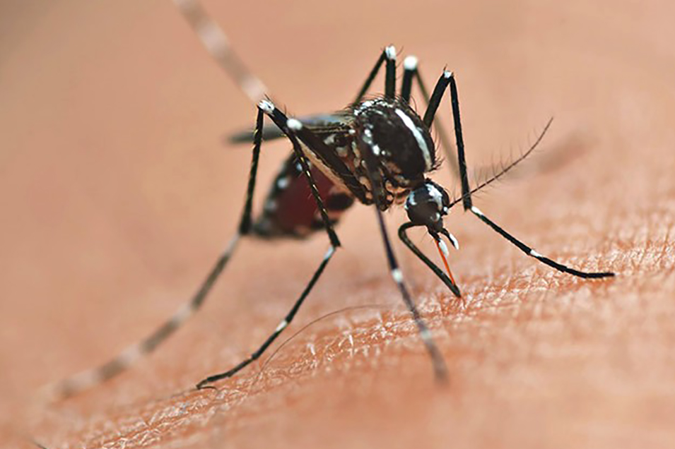 Londrina registra aumento de quase 150% no casos de dengue em uma semana
