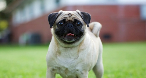 Entenda as necessidades e cuidados com os cachorros braquicefálicos