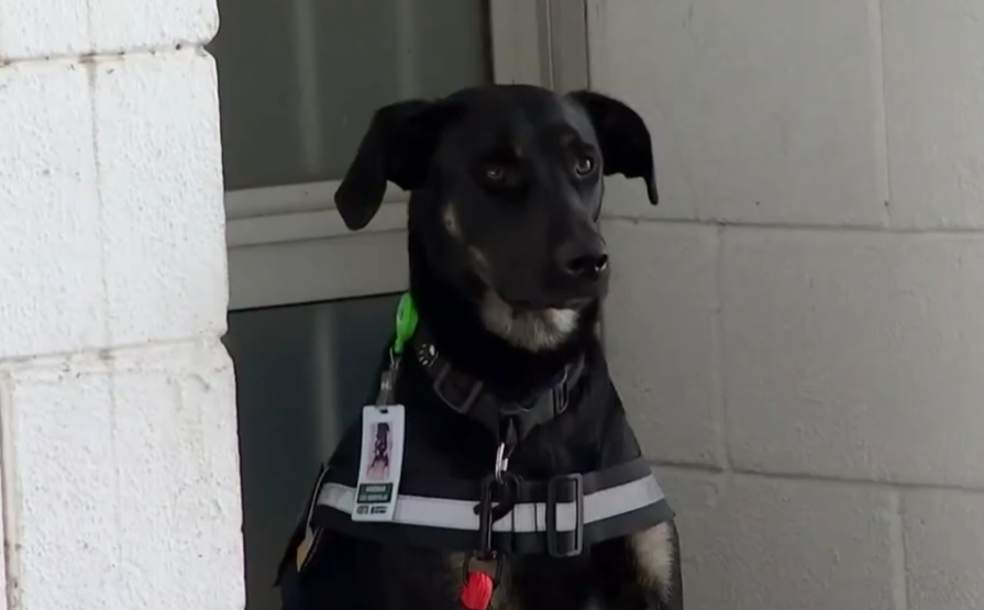 O Patas e Pets aborda o luto pela perda de um pet e apresenta o ...
