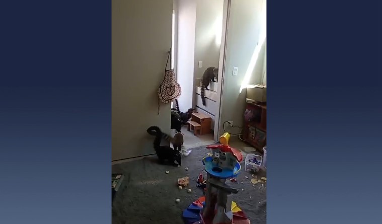 Bando de quatis invade e bagunça casa em condomínio de Londrina